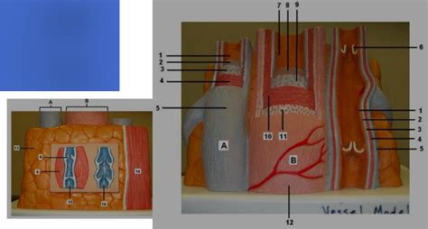 Vessel Model Diagram Quizlet