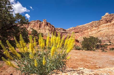 About One Billion People Are Deficient In Selenium Genetic Engineering