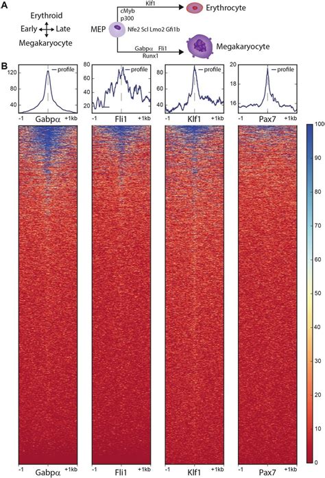 A Megakaryocyte Differentiation From Left To Right Megakaryocyte Download Scientific
