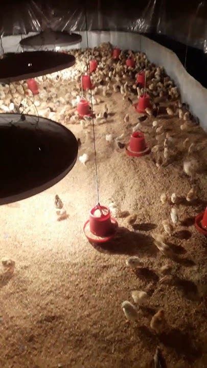 আলহামদুলিল্লাহ আজ পাঁচ দিন চলছে সোনালী মুরগির সেড। Youtube