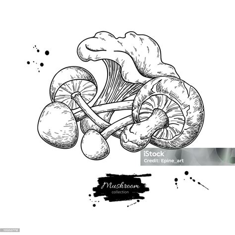 버섯 손으로 그린 벡터 그림입니다 고립 된 스케치 음식 그림 균류에 대한 스톡 벡터 아트 및 기타 이미지 균류 식용 버섯 가을 Istock