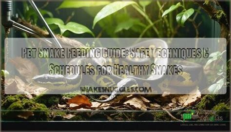 Care For Gopher Snakes Complete Beginners Guide And Tips