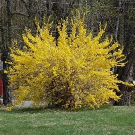 Lynwood Gold Forsythia Live Plant 6 12 Tall 4 Pot Hybrid