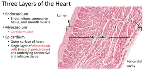 Endocardium Histology