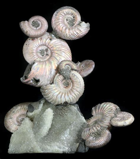 6 Stunning Fossil Ammonite Display With Pyrite 34581 For Sale