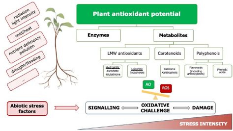 Plant Antioxidant Potential To Maintain The Cellular Redox Balance In Download Scientific