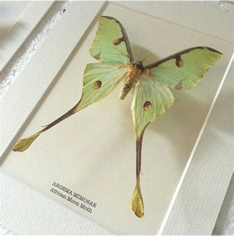 African Moon Moth Weird And Wonderful Art