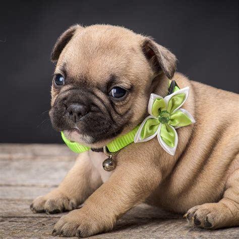 Premium Pets Puppies And Supplies For Purchase Petland Fairfield Ohio