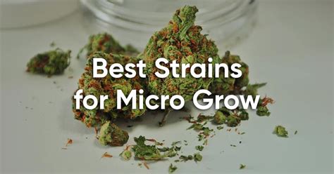 Best Cannabis Strains For Grow Box Micro Grow Hey Abby