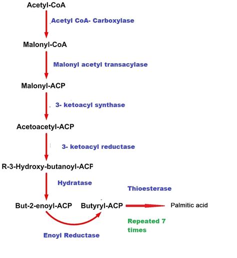 De Novo Fatty Acid Synthesis New