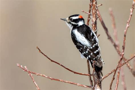 11 Woodpeckers Of Colorado With Pictures Avibirds