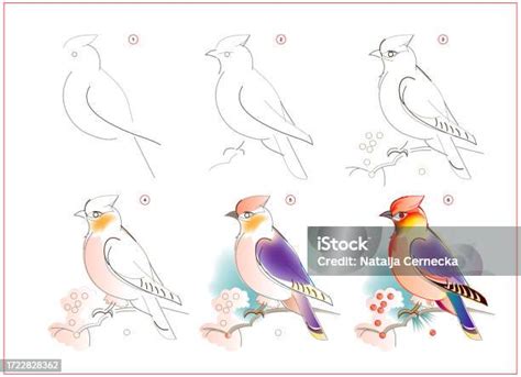 Waxwing 새의 스케치를 그리는 법을 배우는 방법 수채화 그림으로 단계적으로 창조 아티스트를 위한 교육 페이지입니다 예술적 기술 개발을위한 교과서 온라인 교육 공부에