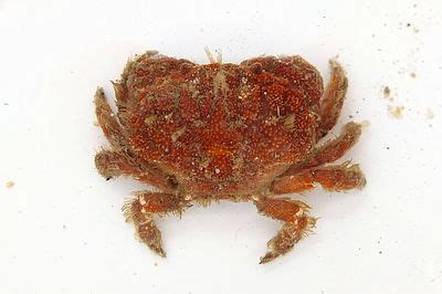 大阪湾生き物一斉調査 2017 神戸アジュール舞子