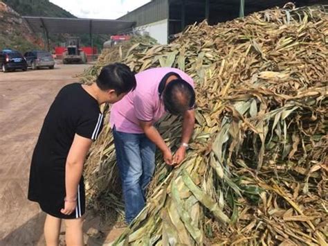 省農業廳糧改飼督導組到建水縣開展糧改飼工作督導檢查 每日頭條