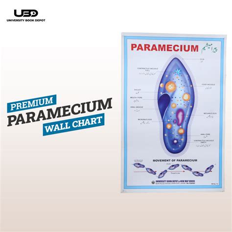Paramecium Wall Poster Wall Chart For Science Labs Decoration