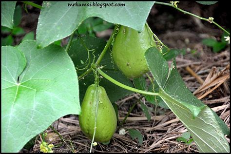 Kebun Labu Siam Di Cameron Highlands
