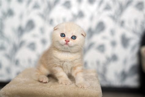 Taylor Swifts Cats In Profile Scottish Fold Price Health And