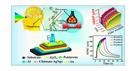 Bioinspired Flexible And Low Voltage Organic Synaptic Transistors For Uv Light Driven Vision
