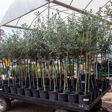 Arbequina Olive Trees For Sale