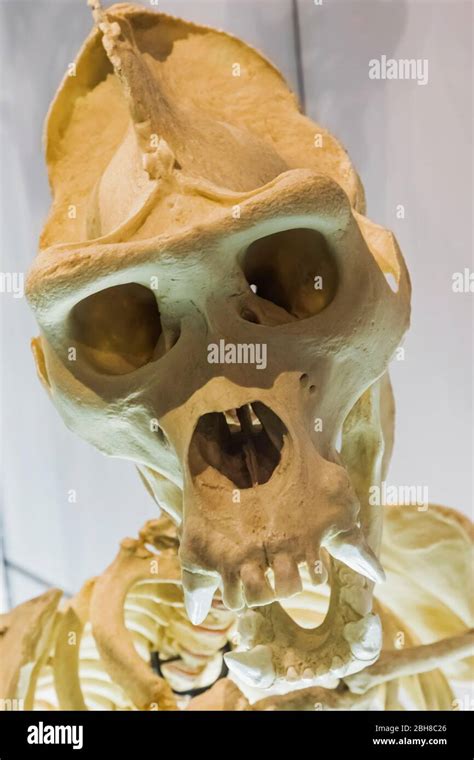 Silverback Gorilla Skull
