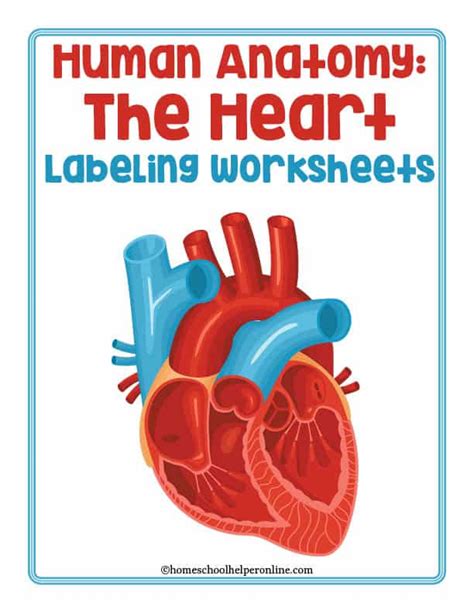 Human Anatomy Label The Heart Worksheets In 3 Differentiated