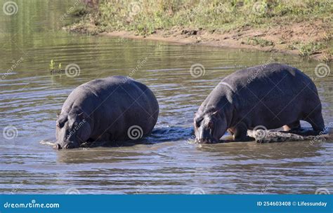 Common African Hippopotamus In The Water Of An African Savannah Lake