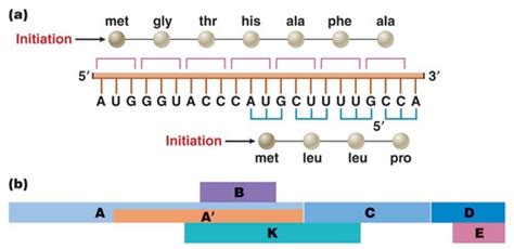 Biol 241 Lecture 17 Prokaryotic Transcription Flashcards Quizlet