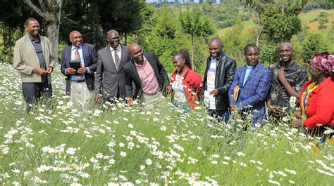 Pyrethrum Shield Against Pests And Disease To Farmers Hubz Media