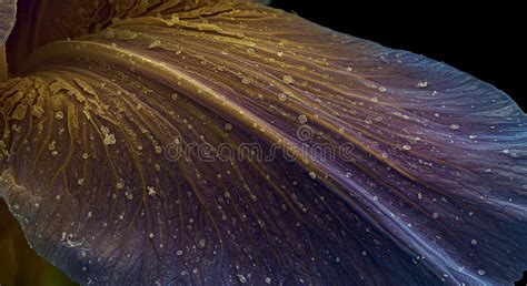 Microscopic Iris Petal Surface Detail Stock Illustration Illustration