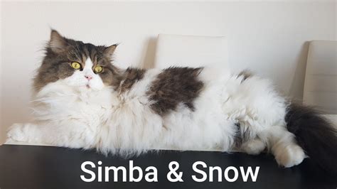 William Breen Jr E E Cummings From Wikipedia The Free Encyclopedia Jump To Navigation