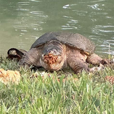 Snapper Feast Youtube