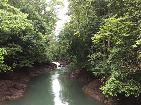 Find Yourself In The Heart Of The Rainforest With A Sight That Can Take