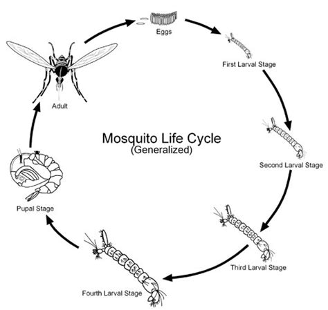 Public Health And Medical Entomology Purdue Biology Entomology