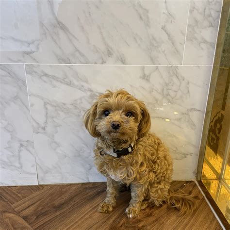 말티푸 초코 유기견입양 유기묘입양 강아지입양 소형견입양 중형견입양 대형견입양 말티즈입양 말티푸입양 비숑프리제입양 미니비숑프리제입양 포메라니안입양 푸들입양 골든리트리버입양