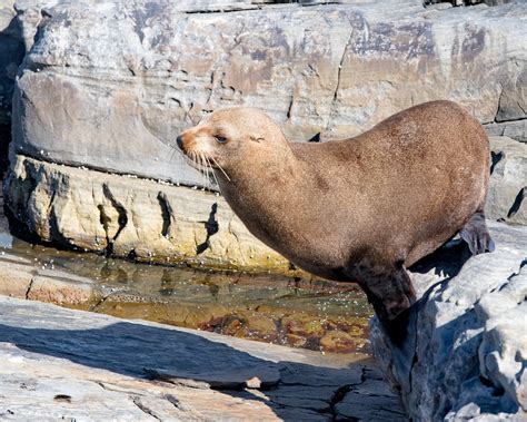 Australian Fur Seal Peter Rowland Photographer And Writer