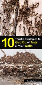 Ant Removal Easy Tricks For Getting Ants Out Of A Wall