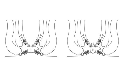 Cross Sectional View Royalty Free Vector Image