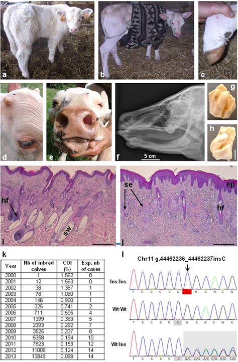 Rapid Discovery Of De Novo Deleterious Mutations In Cattle Worksheets Library