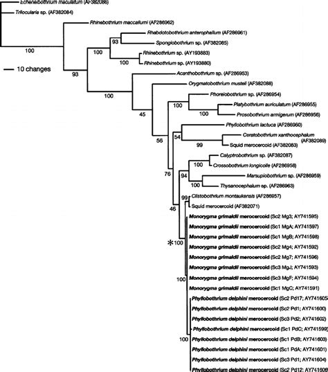 Results Of Bayesian Analysis With Nodal Support Shown As Percentage