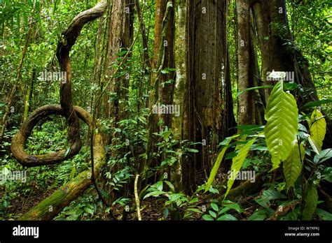 Trees In Borneo Rainforest At Madison Hales Blog
