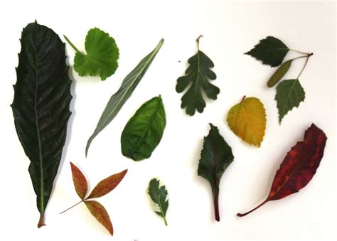 Art By Vreeke Sba Assignment 3 Leaves