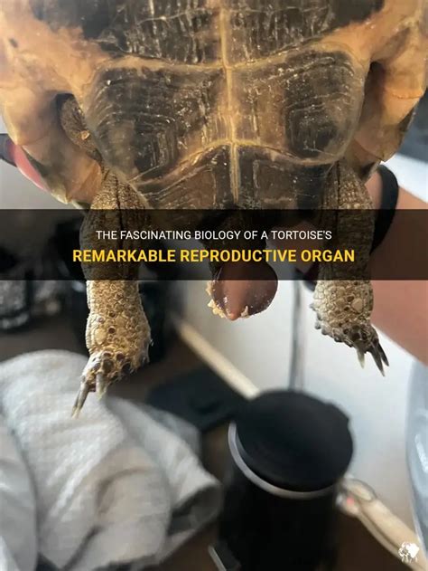 The Fascinating Biology Of A Tortoises Remarkable Reproductive Organ