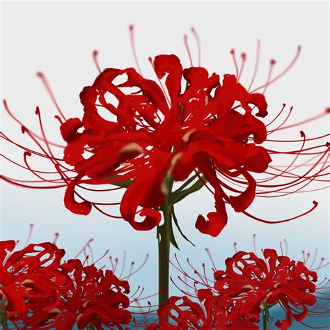 Хиганбана японский цветок который выглядит как нечто из космоса