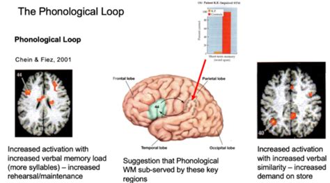 Declarative Memory Flashcards Quizlet