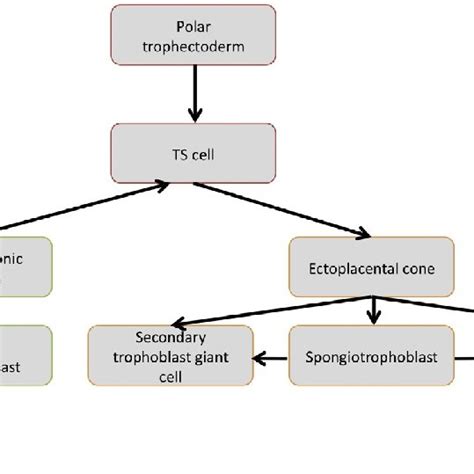 Pdf Transcription Factors That Regulate Trophoblast Development And
