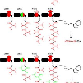 Proposed Biosynthetic Pathway Of RXPs 1417 Produced In X Cabanillasii