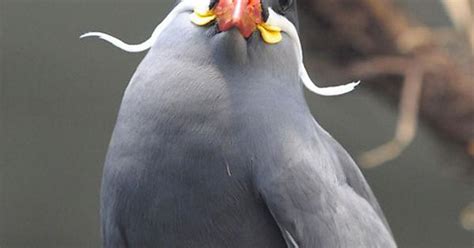 Your Mustache Will Never Be This Great Imgur