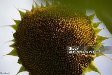 노란 해바라기 꽃 해바라기 꽃 클로즈업 녹색 배경에 해바라기 꽃 배경 뒤 해바라기의 녹색 부분 해바라기 줄기 해바라기 잎 0명에 대한 스톡 사진 및 기타 이미지 Istock