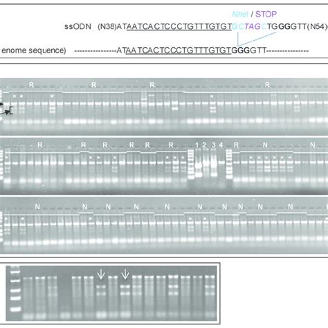 Figure S2 Pcr And Restriction Digest Analysis Of F1 Pools From Exp 1