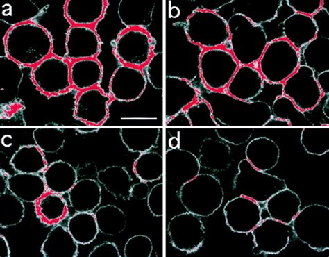 Lfa 1 Clustering Induced By Thapsigargin And Anti Tcrcd3 Triggering Is